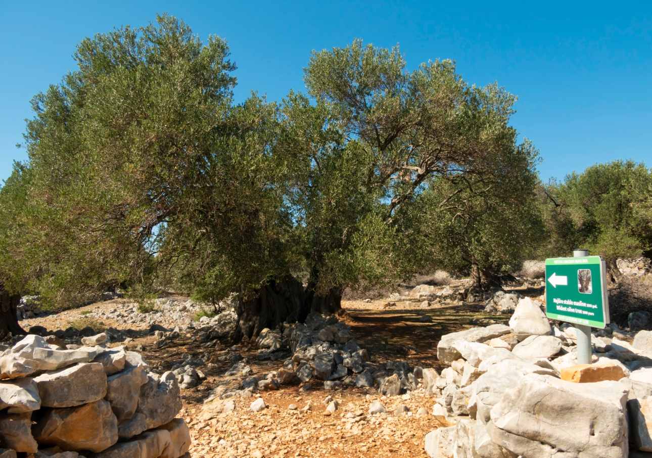 A Day Trip to Pag Island: The PERFECT One-day Itinerary - The Amazing ...